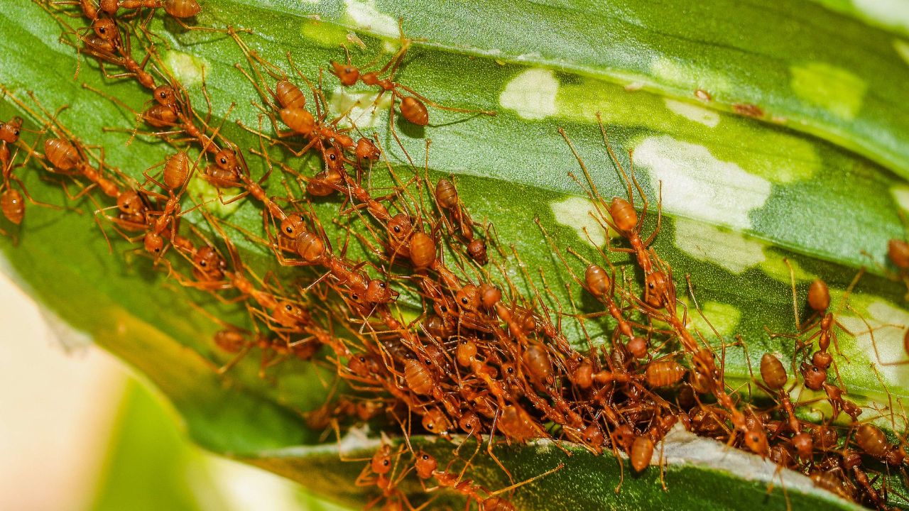 Red Ant Chutney Recipe, Ingridients, GI Tag News And From Which India ...