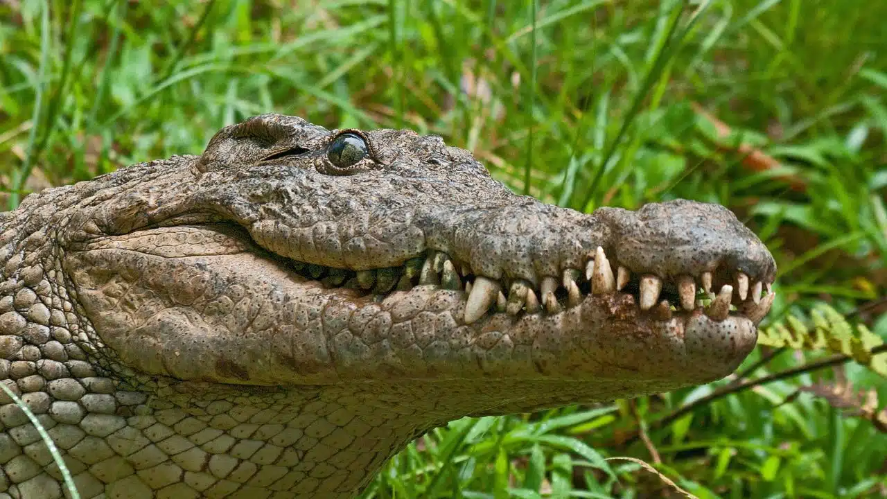 29 Foot Crocodile Maine Real Or Fake